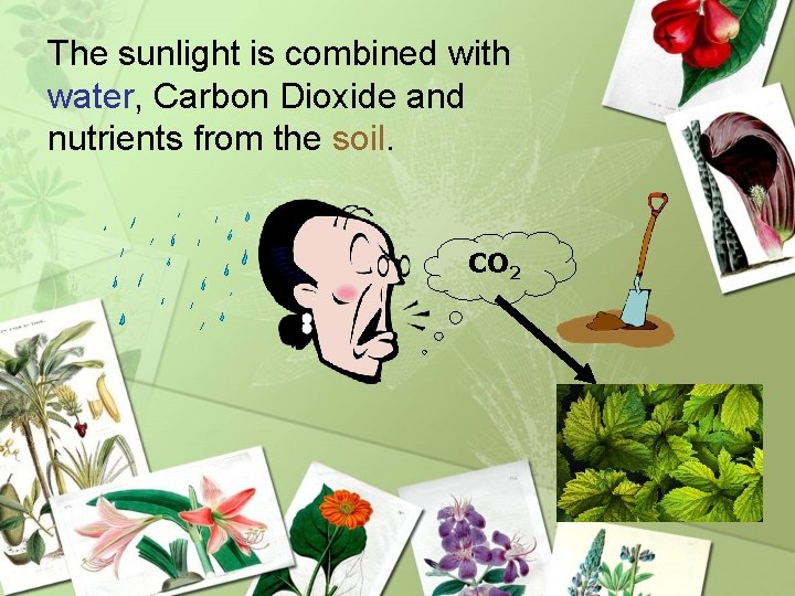 Photosynthesis Respiration What is Photosynthesis It is the