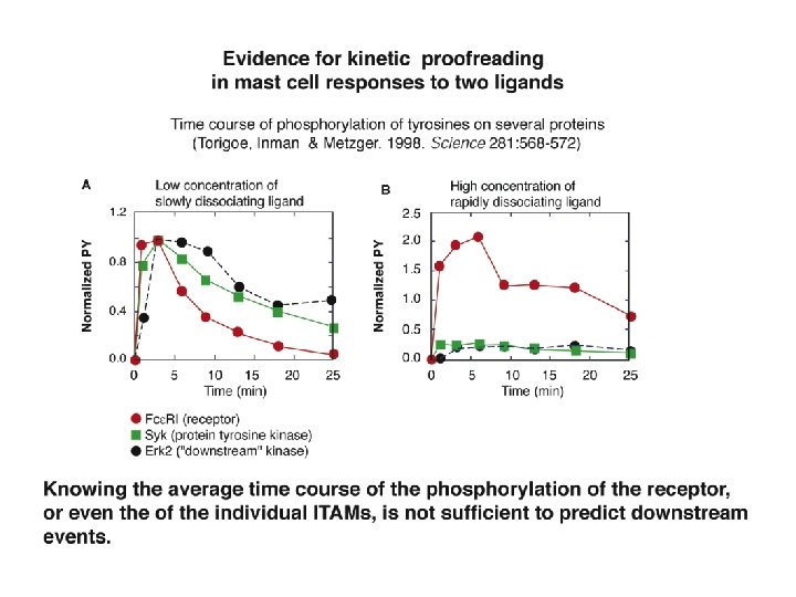 The kinetic proofreading model proposes that the lifetime