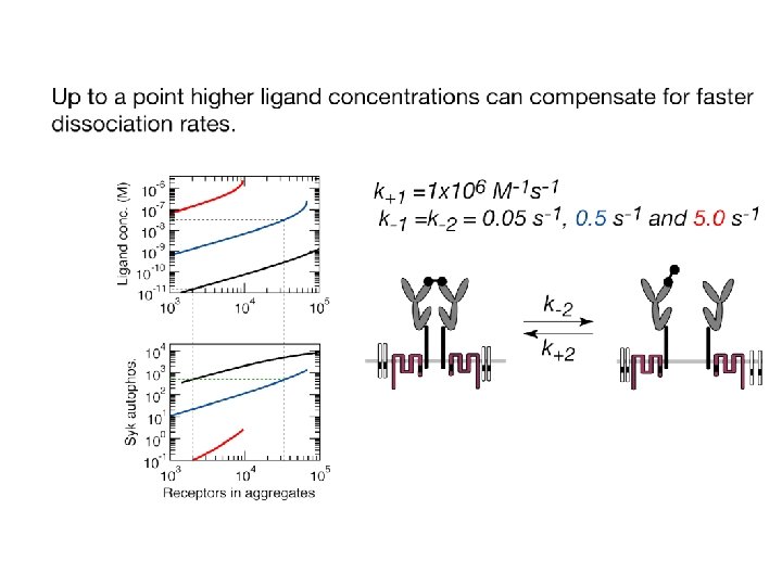 The kinetic proofreading model proposes that the lifetime