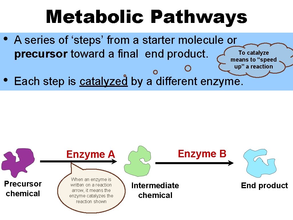 Metabolism Metabolism is the chemical reactions of life