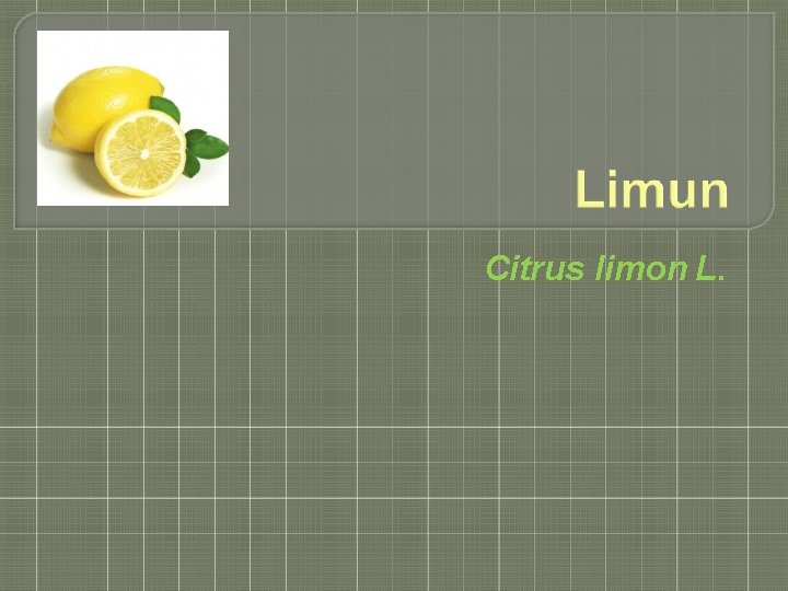 Citrus limon L Limun je lijepa i vrlo