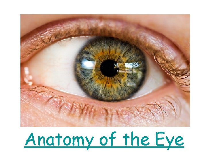 Anatomy of the Eye Match activity Part of