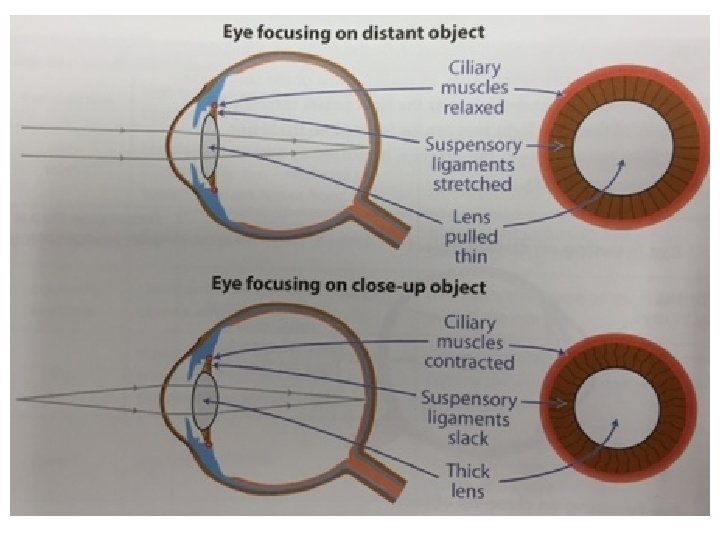 Anatomy of the Eye Match activity Part of