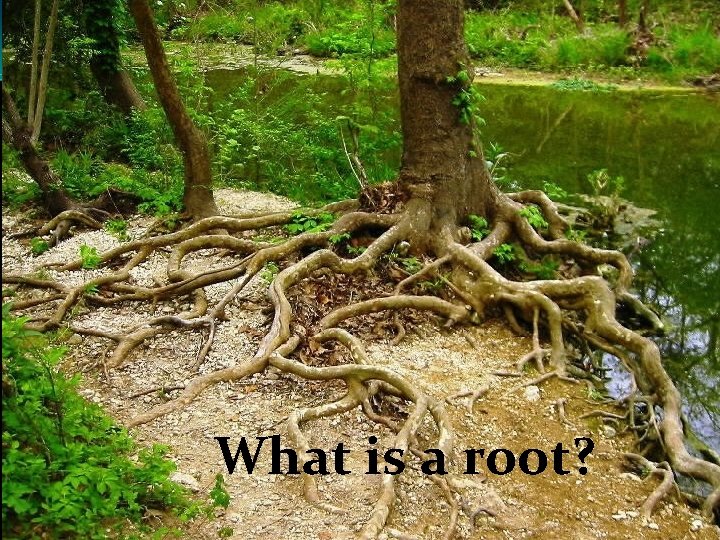 Vocabulary Quarter 1 What is a root Roots