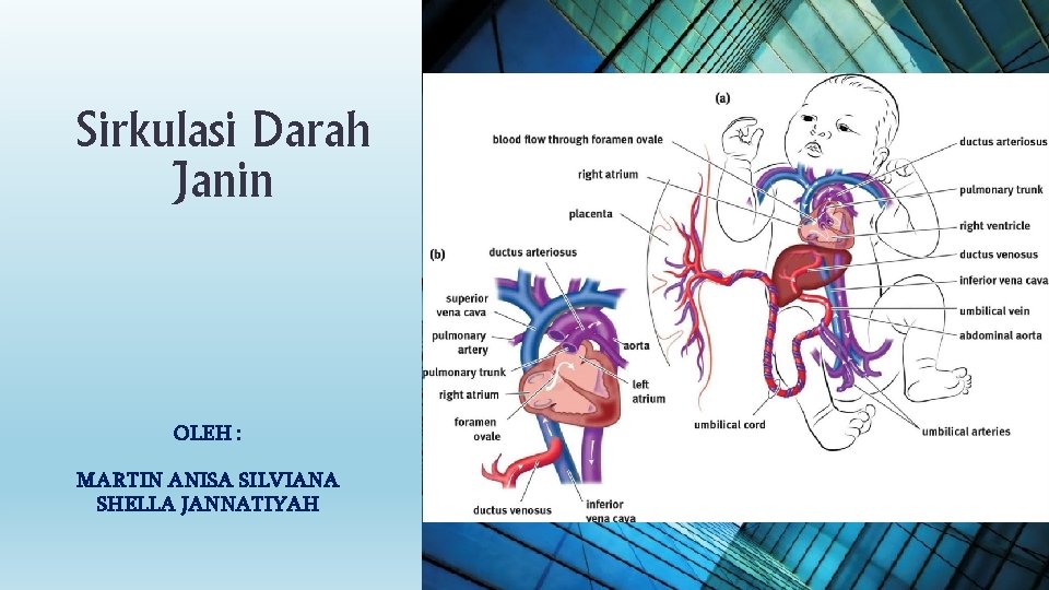 Sirkulasi Darah Janin OLEH MARTIN ANISA SILVIANA SHELLA