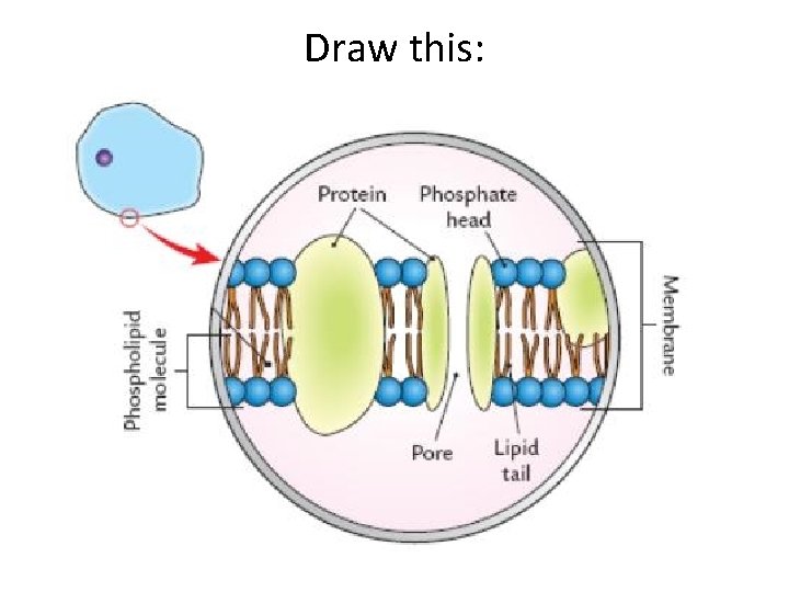 Cellular Transport Notes All cells have a cell