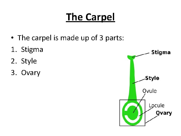 Sexual reproduction in plants Structure of an insectpollinated
