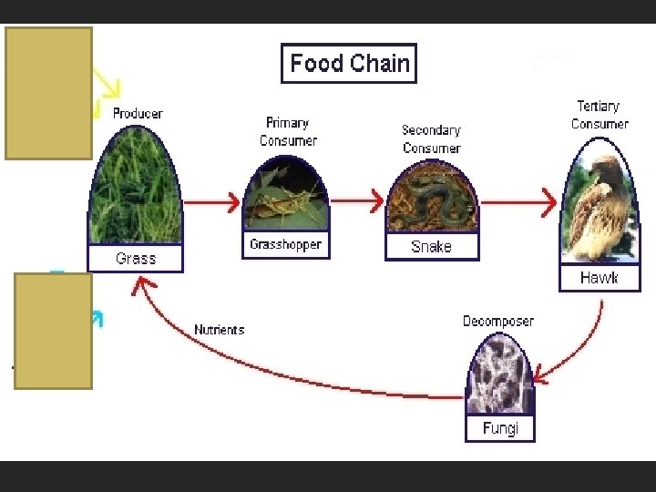 ECOLOGY Environmental Flowchart 1 Individual organism of a
