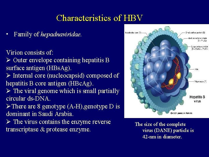 Viral hepatitis B C D G Dr MONA