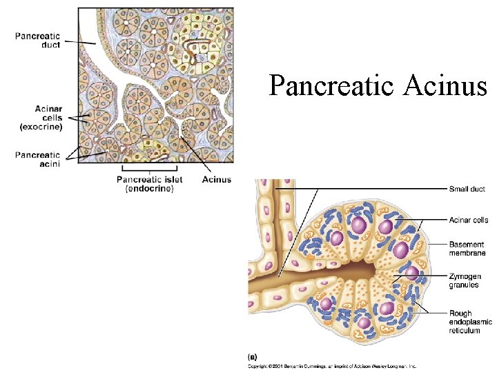 Abdominal Region I Clinical Anatomy Physiology Tony Serino