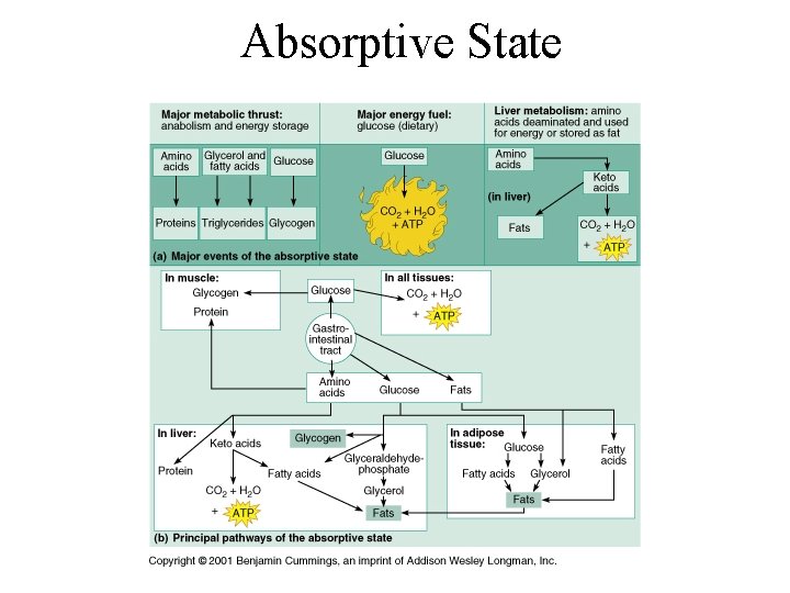 Abdominal Region I Clinical Anatomy Physiology Tony Serino