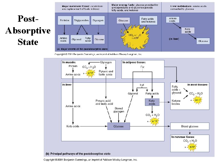 Abdominal Region I Clinical Anatomy Physiology Tony Serino