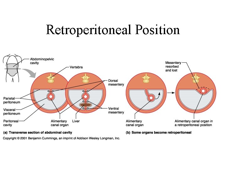 Abdominal Region I Clinical Anatomy Physiology Tony Serino