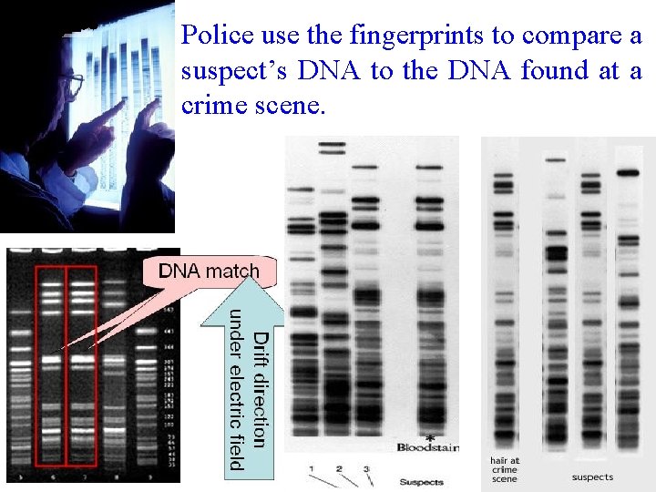 SEMINAR DNA Fingerprinting Definition History How it works