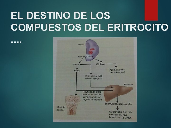 FISIOPATOLOGIA ERITROPOYESIS NORMAL Y ALTERADA LUCIANO ROBERTO DE
