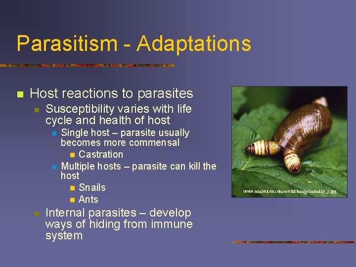 ZOO 115 Invertebrate Zoology Platyhelminthes Parasites Parasitism ...