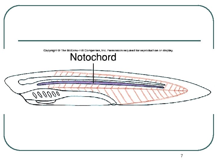 Phylum Chordata The Chordates Characteristics Common to all