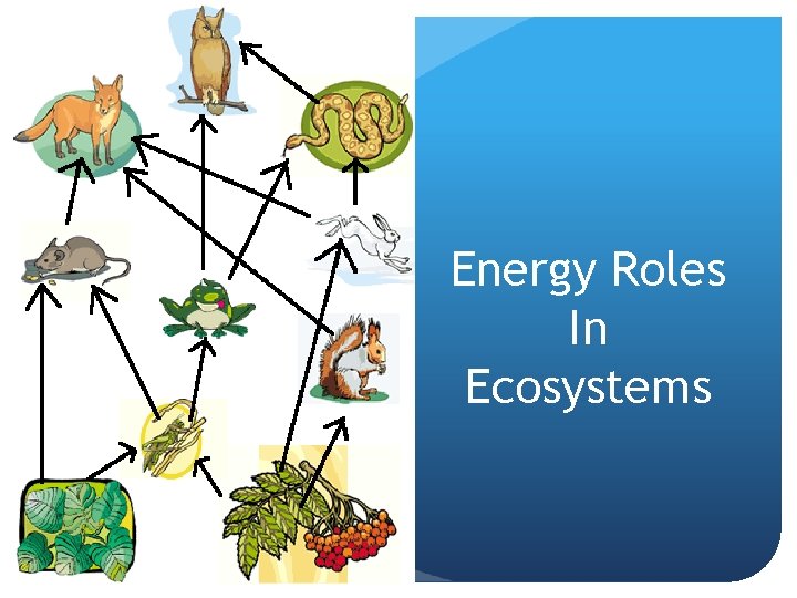 Energy Roles In Ecosystems An organisms role in