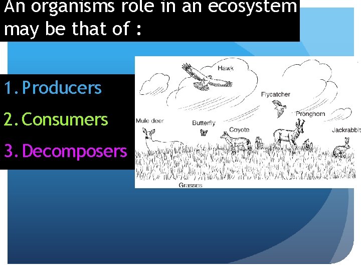 Energy Roles In Ecosystems An organisms role in