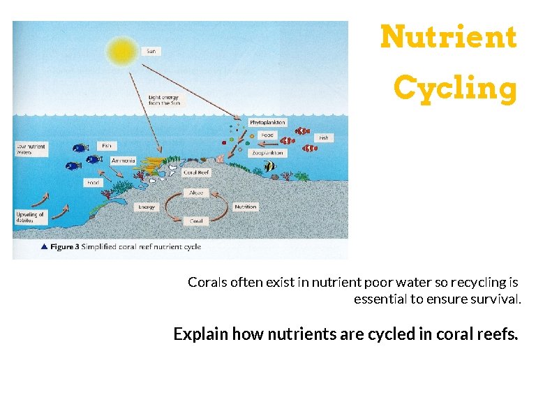 What processes are at work in coral reefs