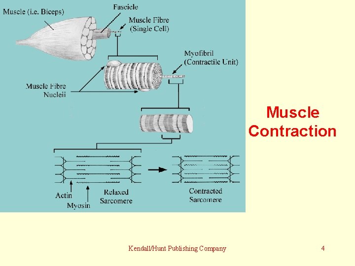 Chapter 12 Human Remains There is a brief