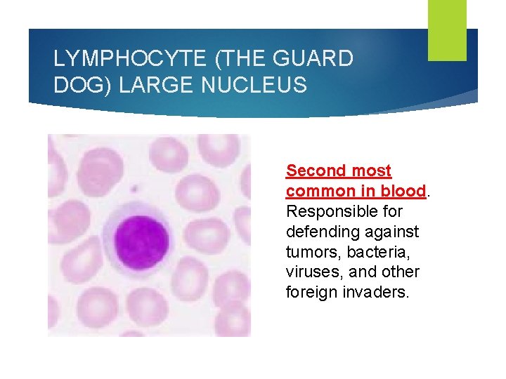 THE BASICS OF LEUKOCYTES MS NELSON LVT THERE