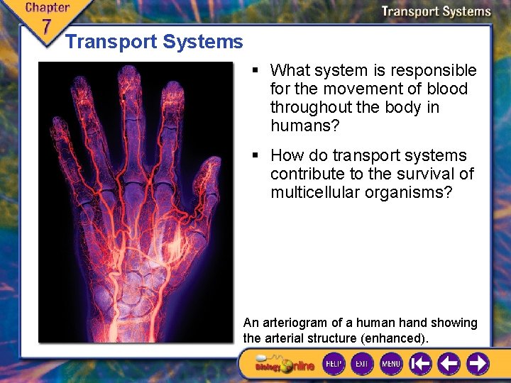 Chapter Menu Chapter Introduction Transport Systems in Plants
