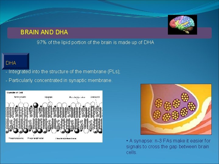 Advanced Nutrition N3 Fatty Acids Visual Brain Functions