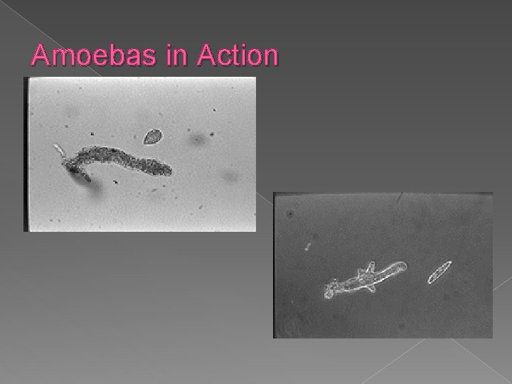 Protists Biology 2 Unit 2 General Info of