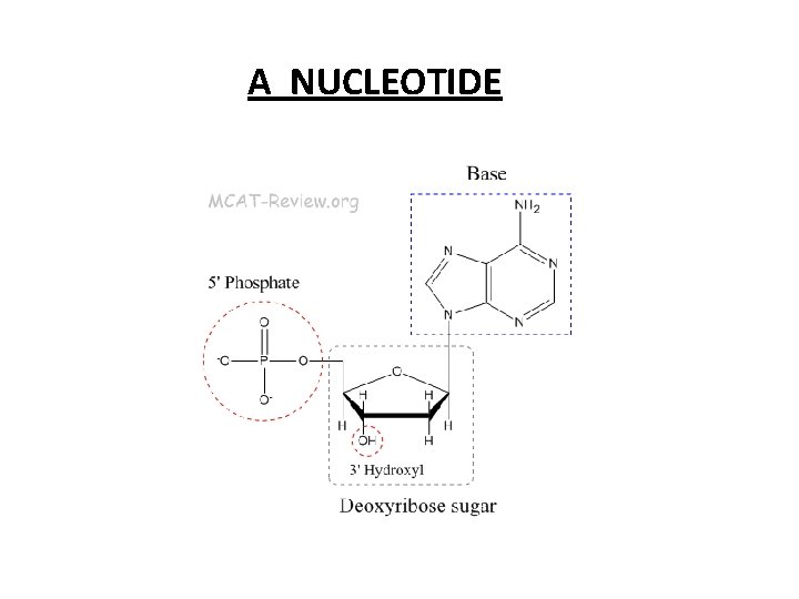 The Structure of DNA The four major classes