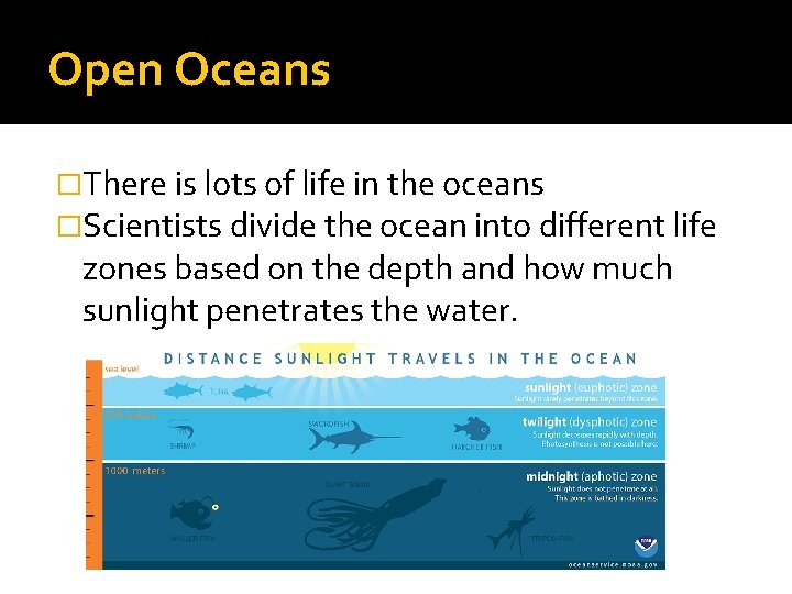 Saltwater Ecosystems Aquatic Ecosystems Marisa Boan Saltwater Ecosystems