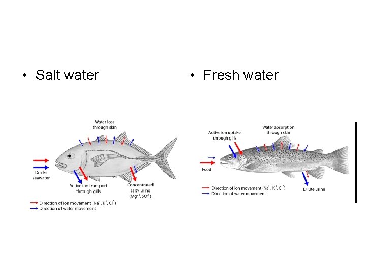 Cell Boundaries Composition Osmosis Diffusion ActivePassive Transport Cell