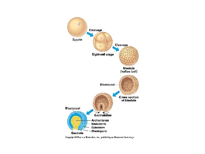 Gametogenesis and Fertilization Oogenesis l Primary Oogenesis formation