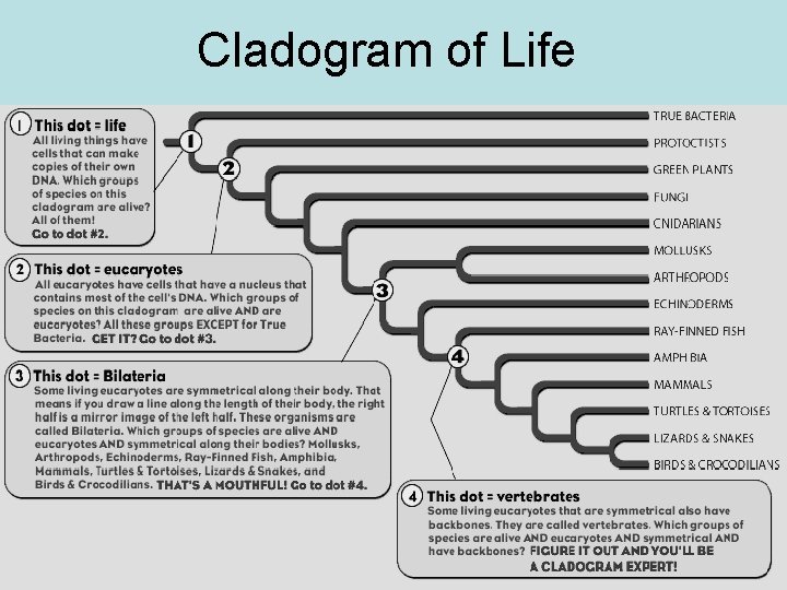 Chapter 18 Classification and Taxonomy Linnaeus and Beyond