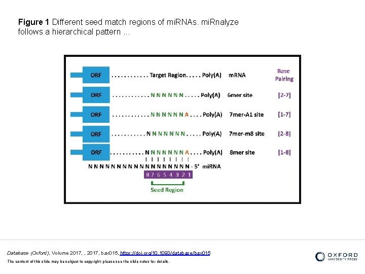 Figure 1 Different seed match regions of mi