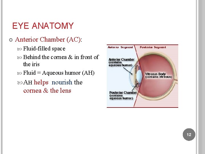 LAB 10 HUMAN EYE ANATOMY Biology Department 2