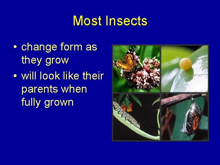 Animal Life Cycles When Animals Reproduce they make