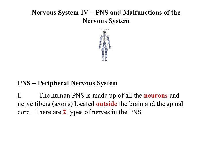Nervous System IV PNS and Malfunctions of the