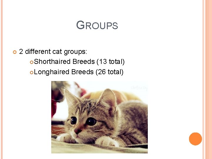 MAJOR GROUPS AND BREEDS OF CATS Small Animal