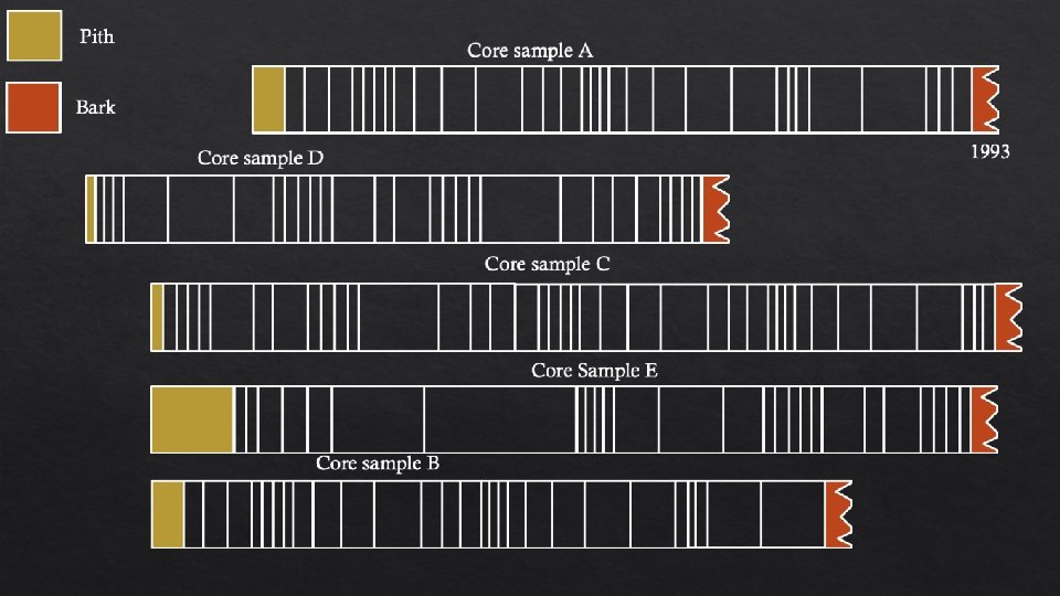 ARCH 103 Dendrochronology Activity This activity was inspired
