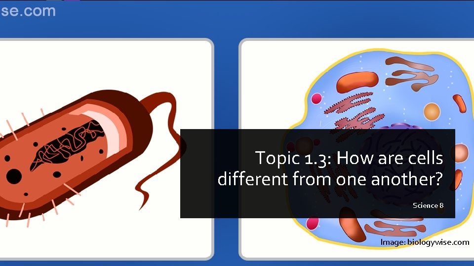 Topic 1 3 How are cells different from