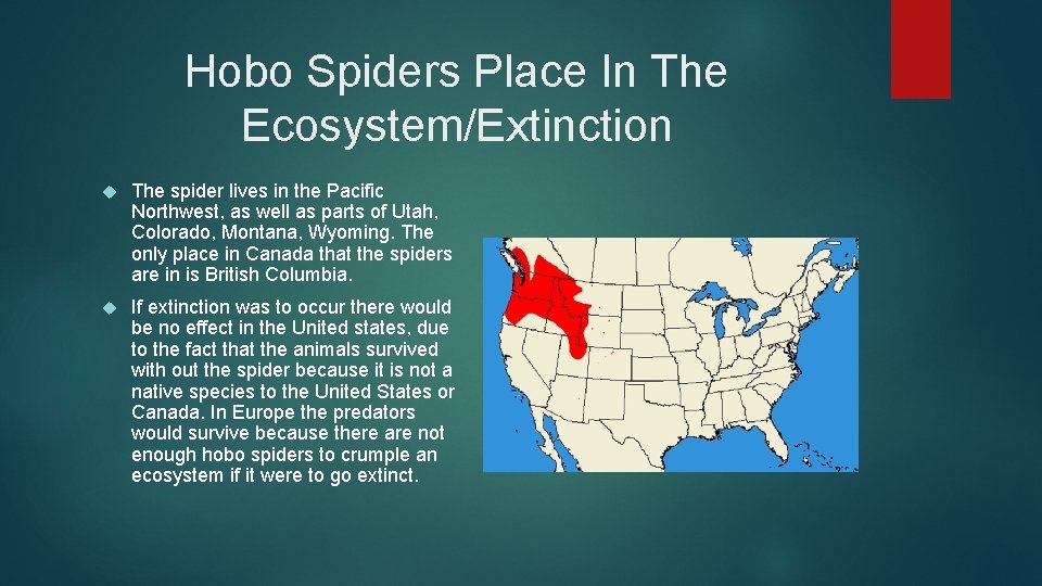 Hobo spider Eratigena agrestis formerly Tegenaria agrestis BY