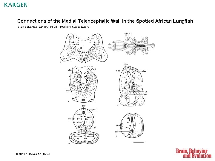 Connections of the Medial Telencephalic Wall in the