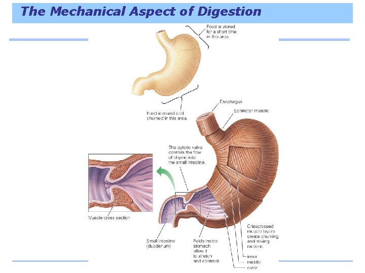 Chapter 3 The Remarkable Body Power Point Lectures