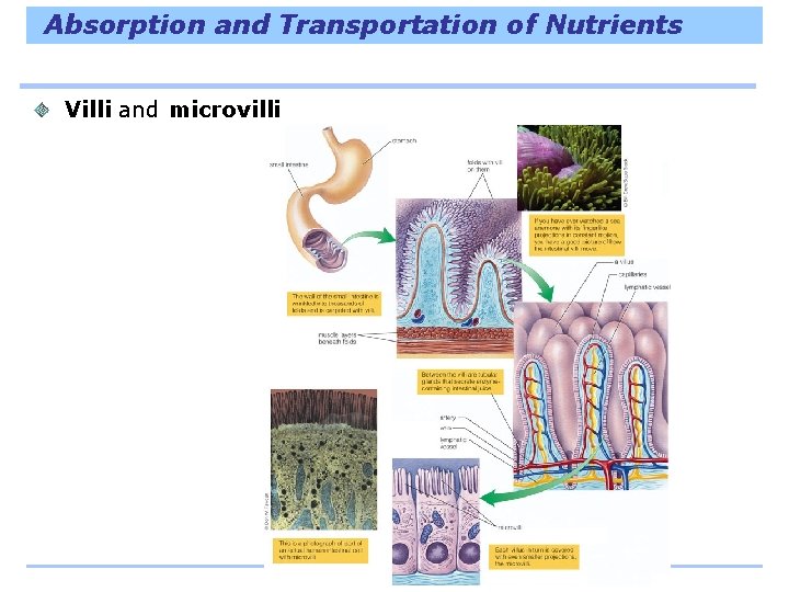 Chapter 3 The Remarkable Body Power Point Lectures