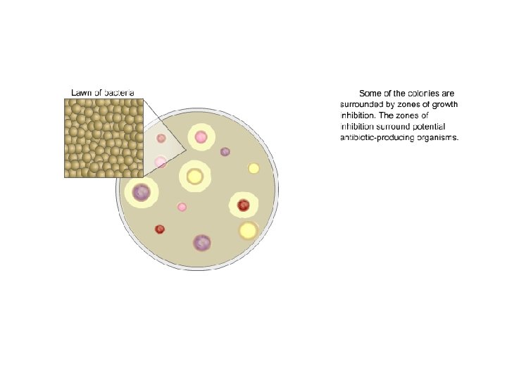 Antibiotics Are chemical substances produced by microorganism that
