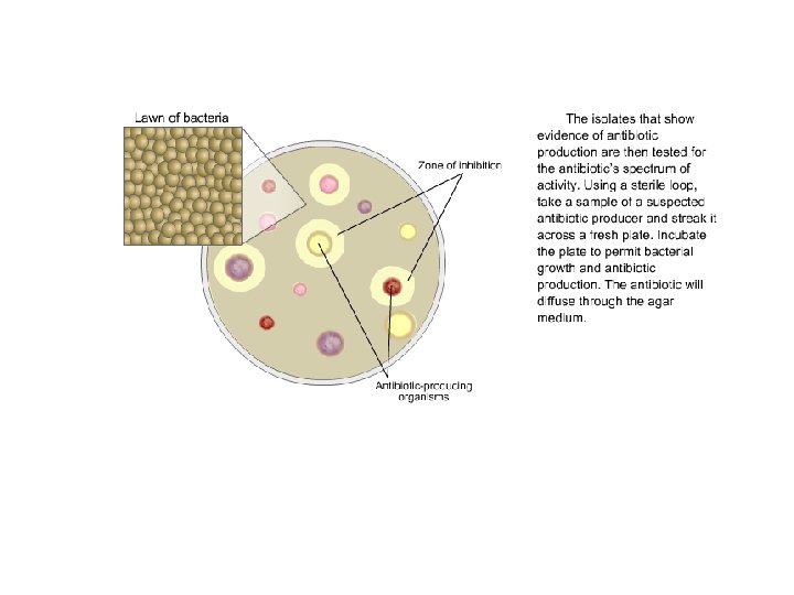 Antibiotics Are chemical substances produced by microorganism that