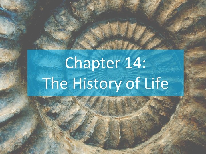 Chapter 14 The History of Life Section 1