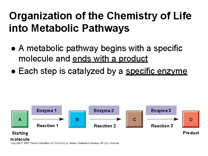 NOTES Ch 8 Metabolism and Enzymes 8 1