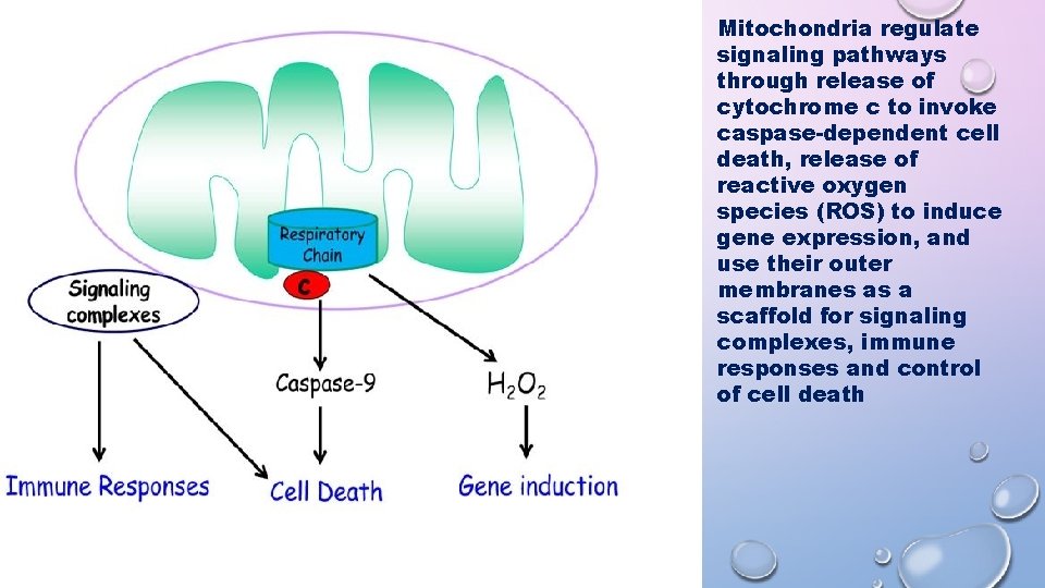 Mitochondrial signals presented by dr Amira Salah assistant